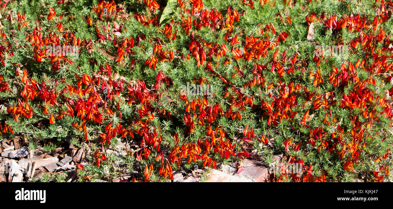 Pretty Red and orange Lotus plant Lotus maculatus is a very hardy ...