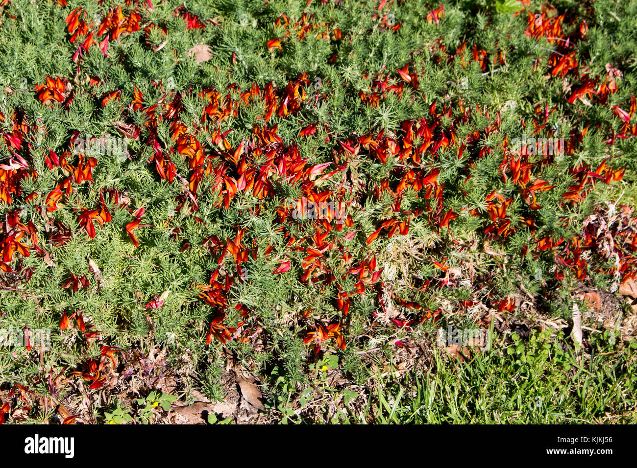 Pretty Red and orange Lotus plant Lotus maculatus is a very hardy ...