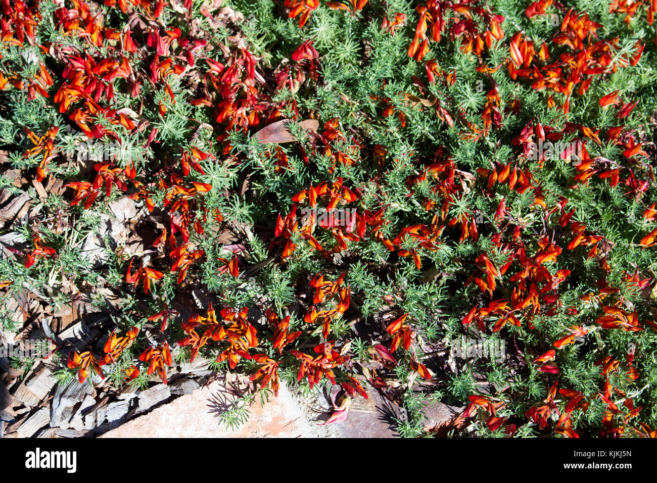 Pretty Red and orange Lotus plant Lotus maculatus is a very hardy ...