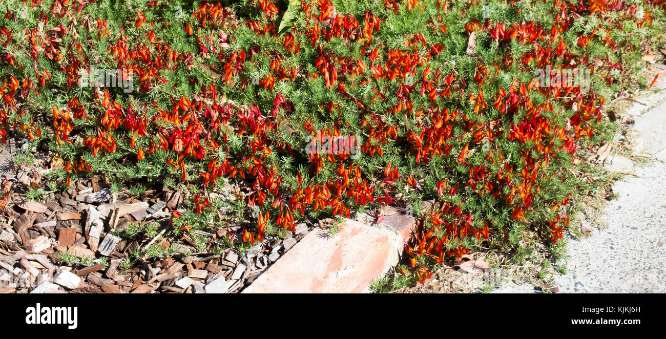 Pretty Red and orange Lotus plant Lotus maculatus is a very hardy ...