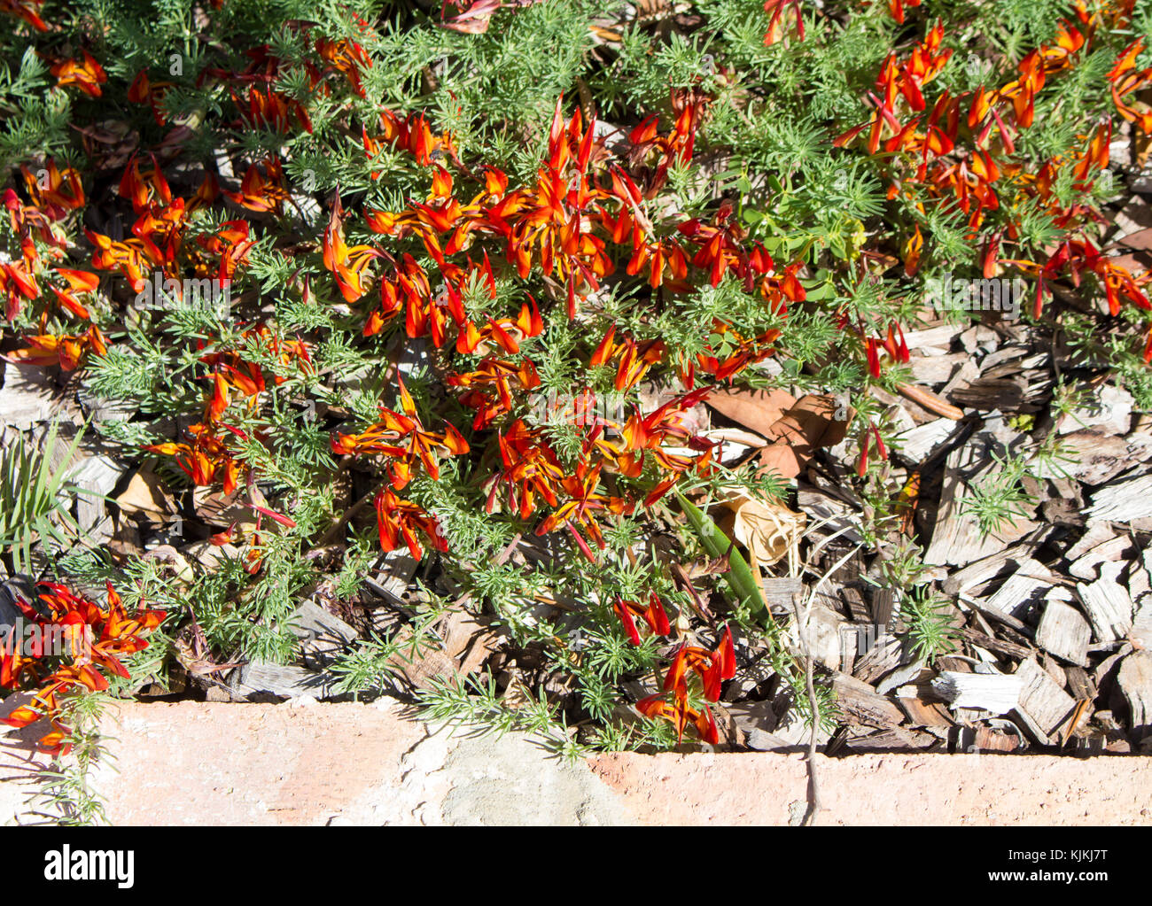 Pretty Red and orange Lotus plant Lotus maculatus is a very hardy ...