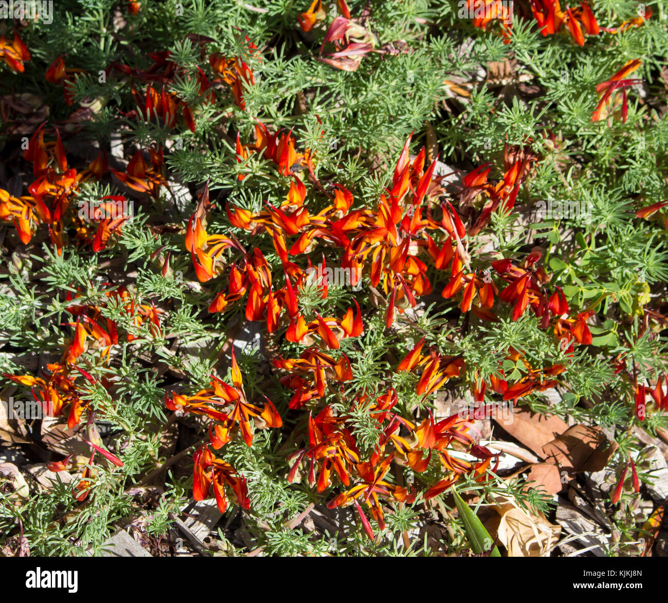 Pretty Red and orange Lotus plant Lotus maculatus is a very hardy ...