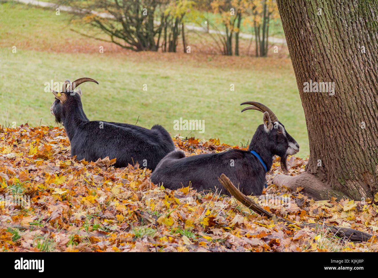 some goats resting around a tree in autumn ambiance Stock Photo - Alamy