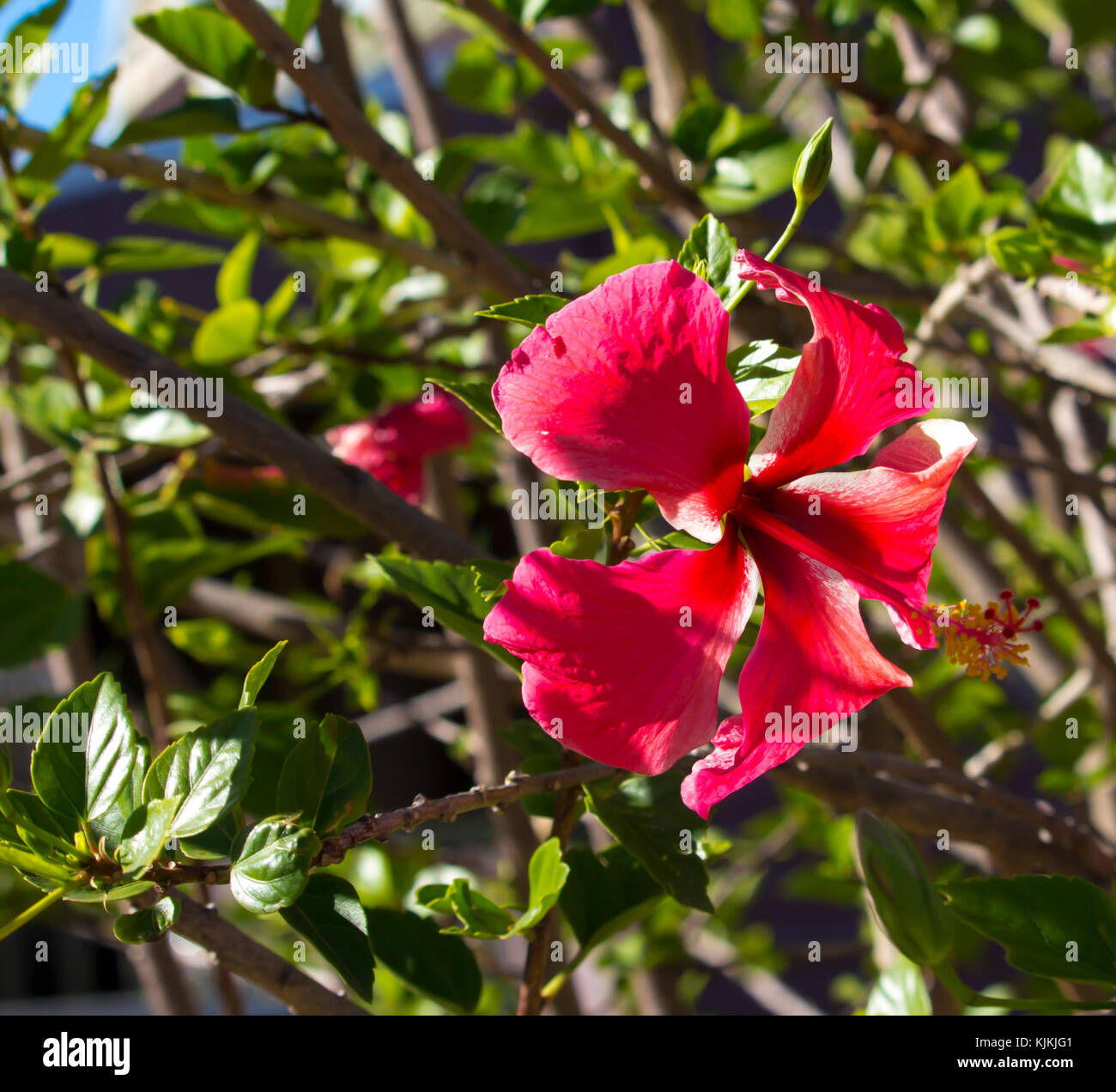 Hibiscus pink candy hi-res stock photography and images - Alamy