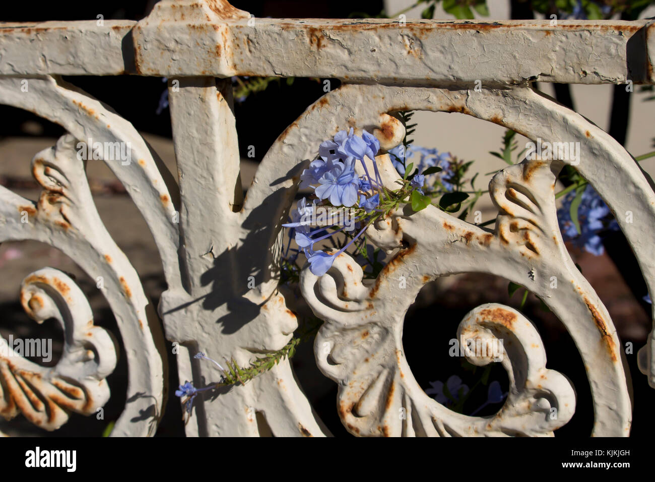 Blue plumbago auriculata capensis, family Plumbaginaceae shrub in ...