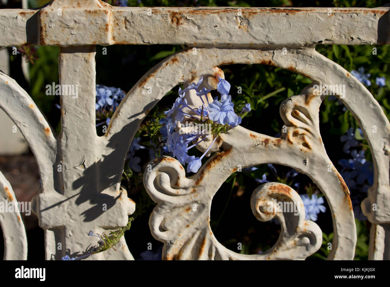 Blue plumbago auriculata capensis, family Plumbaginaceae shrub in ...