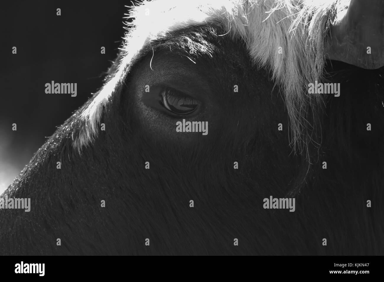 Yak picture hi-res stock photography and images - Alamy