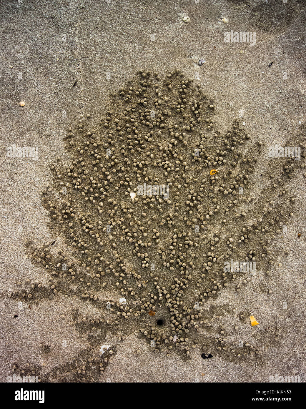 A pattern created by the sand bubbler crab as it makes its nest ...