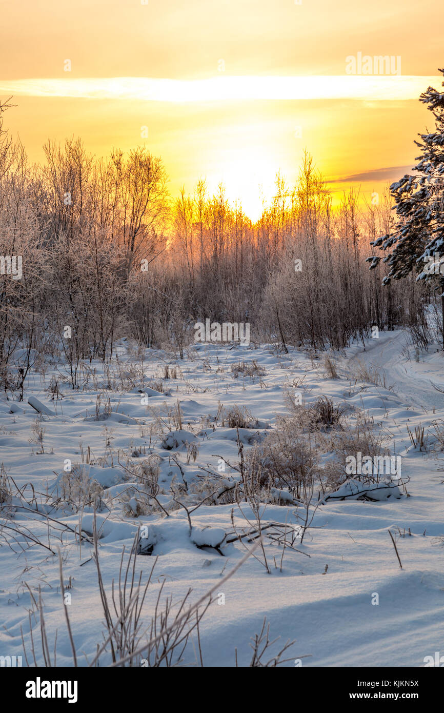 Sunset over the forest Stock Photo - Alamy
