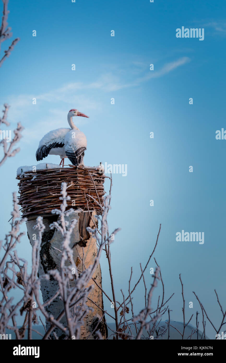 White stuffed storks hi-res stock photography and images - Alamy