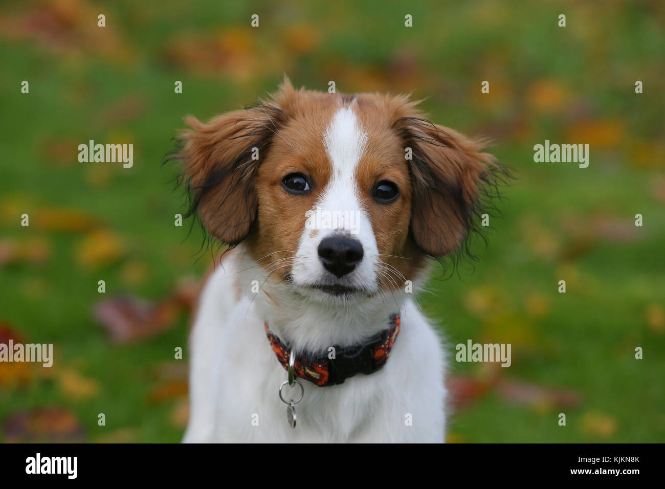 Puppy dog with camera hi-res stock photography and images - Alamy