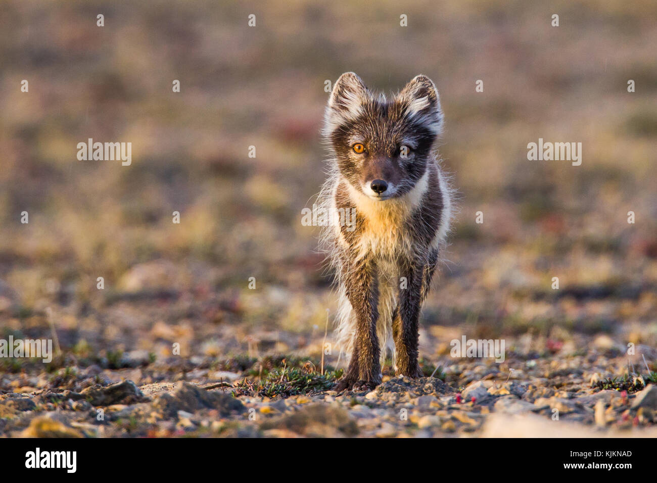 Arctic fox in summer coat hi-res stock photography and images - Alamy