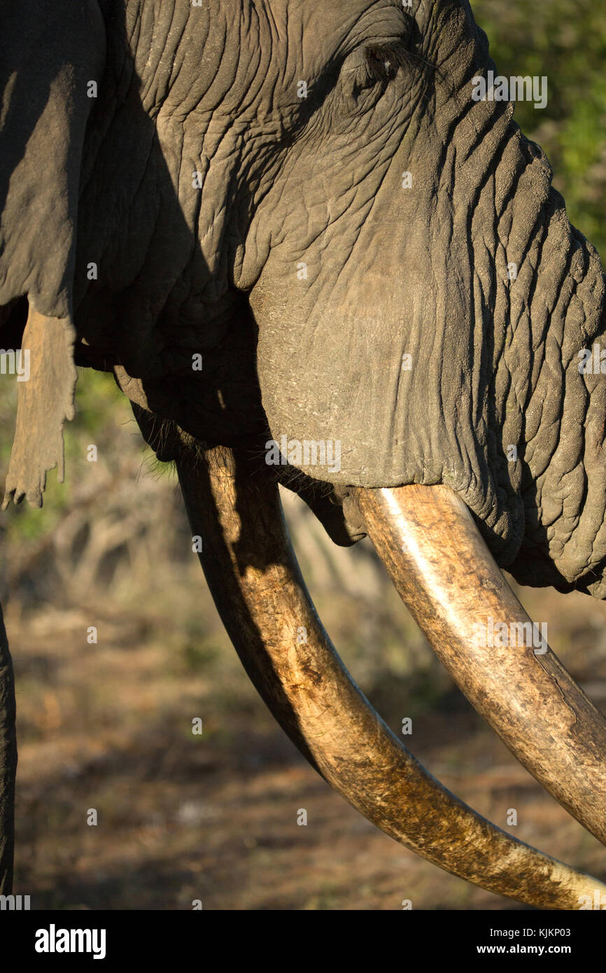 Kruger national park tusks hi-res stock photography and images - Alamy