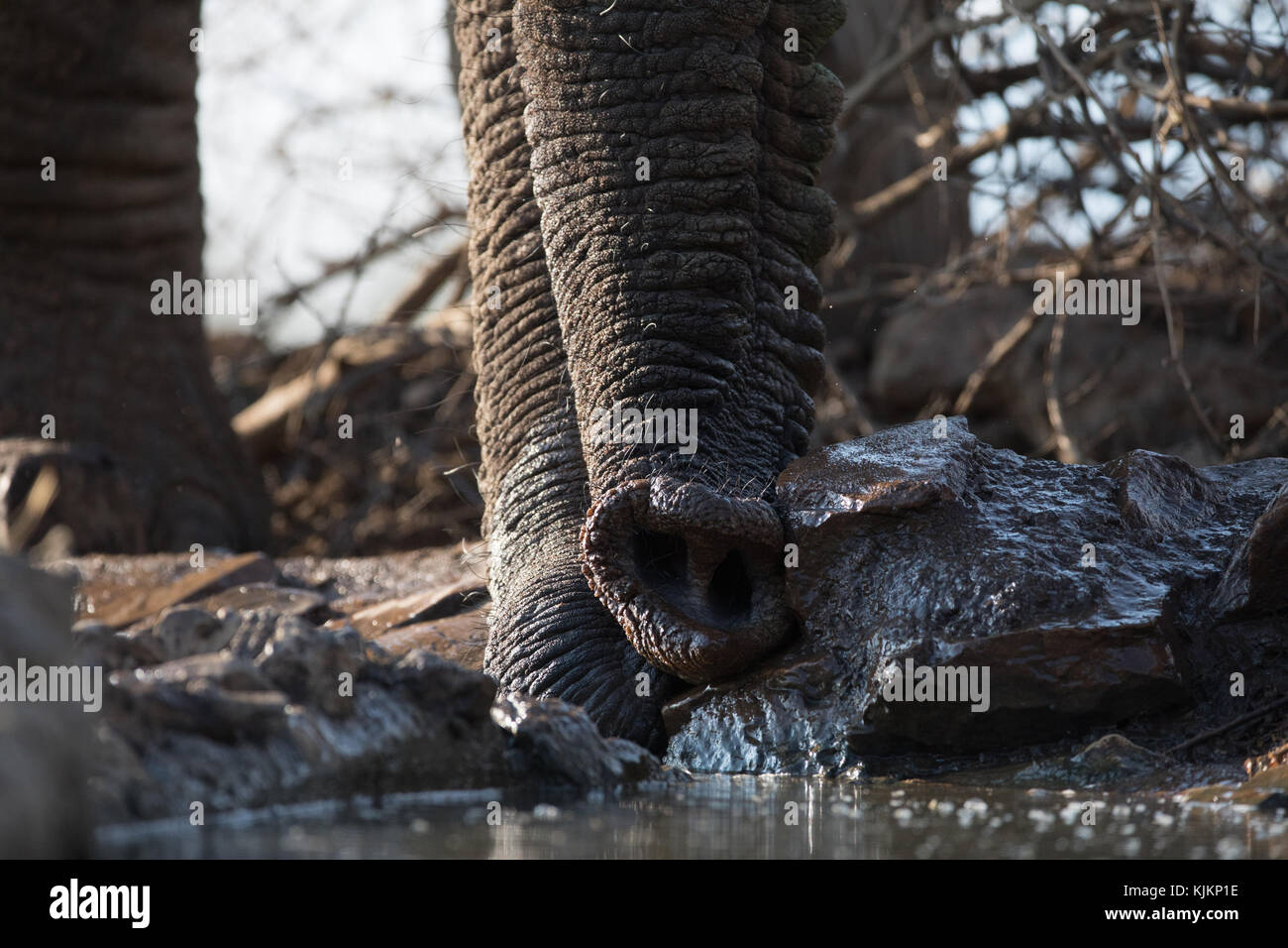 Elephant trunk up hi-res stock photography and images - Alamy