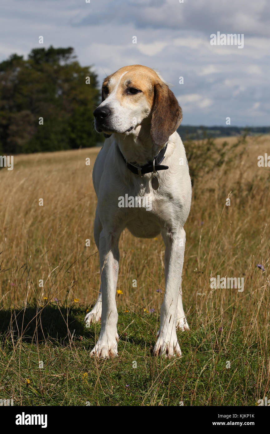 Harrier dog hi-res stock photography and images - Alamy