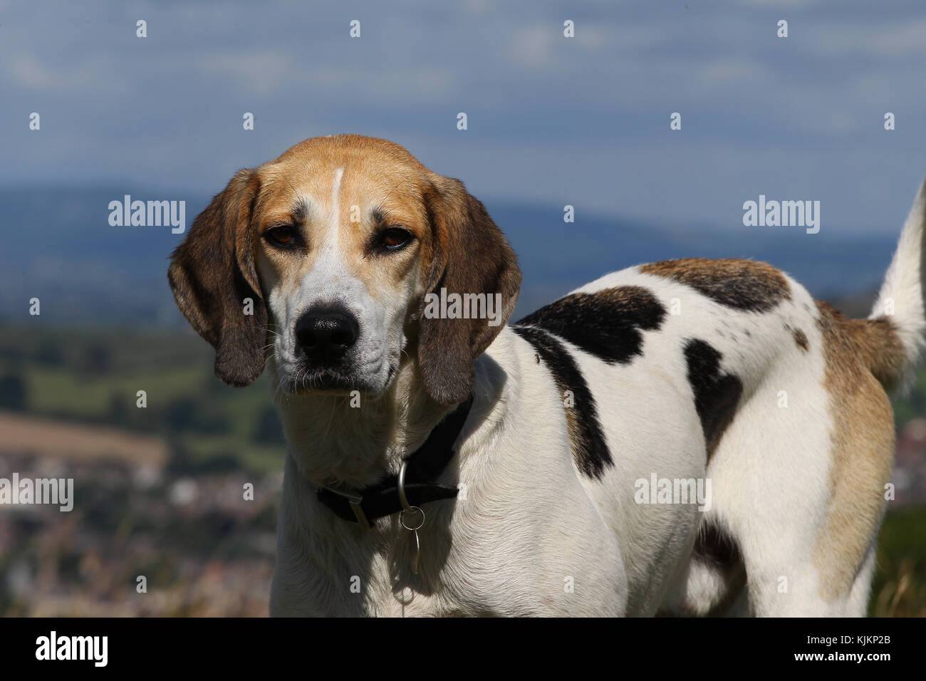 Harrier beagle hi-res stock photography and images - Alamy