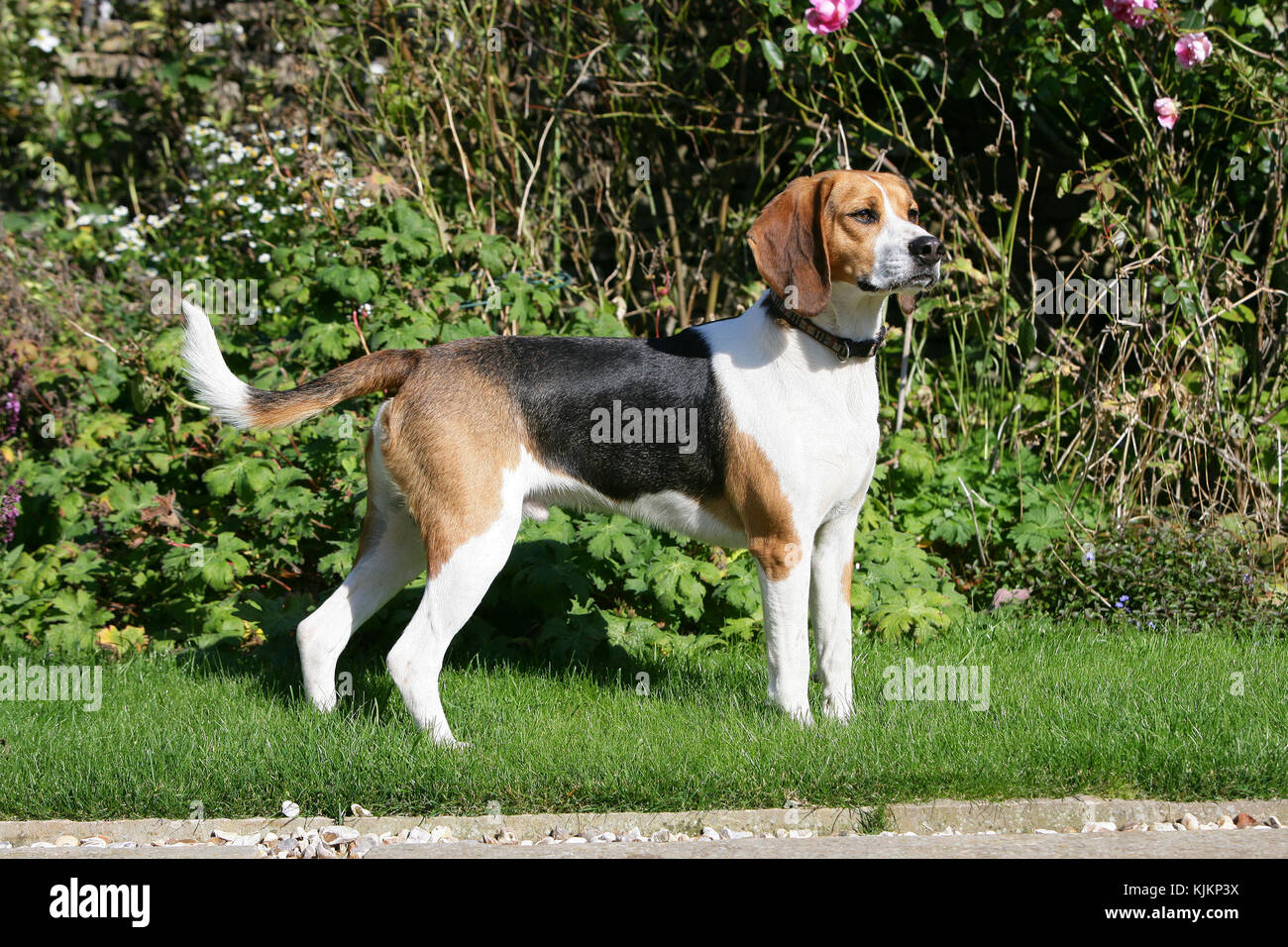 Harrier dog hi-res stock photography and images - Alamy