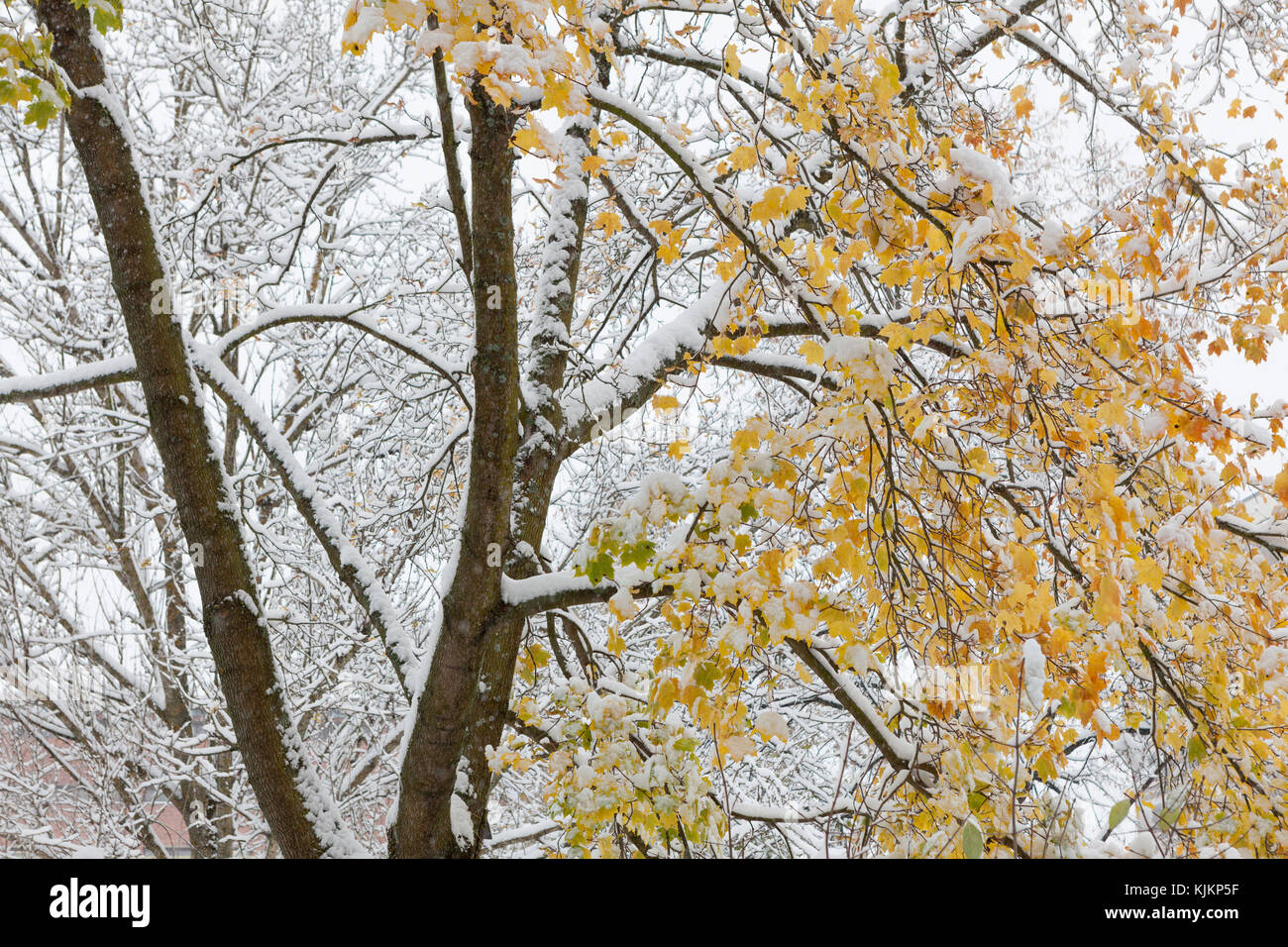 First snow and autumn leaves Stock Photo - Alamy