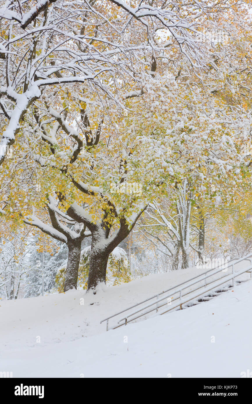 First snow and autumn leaves Stock Photo - Alamy