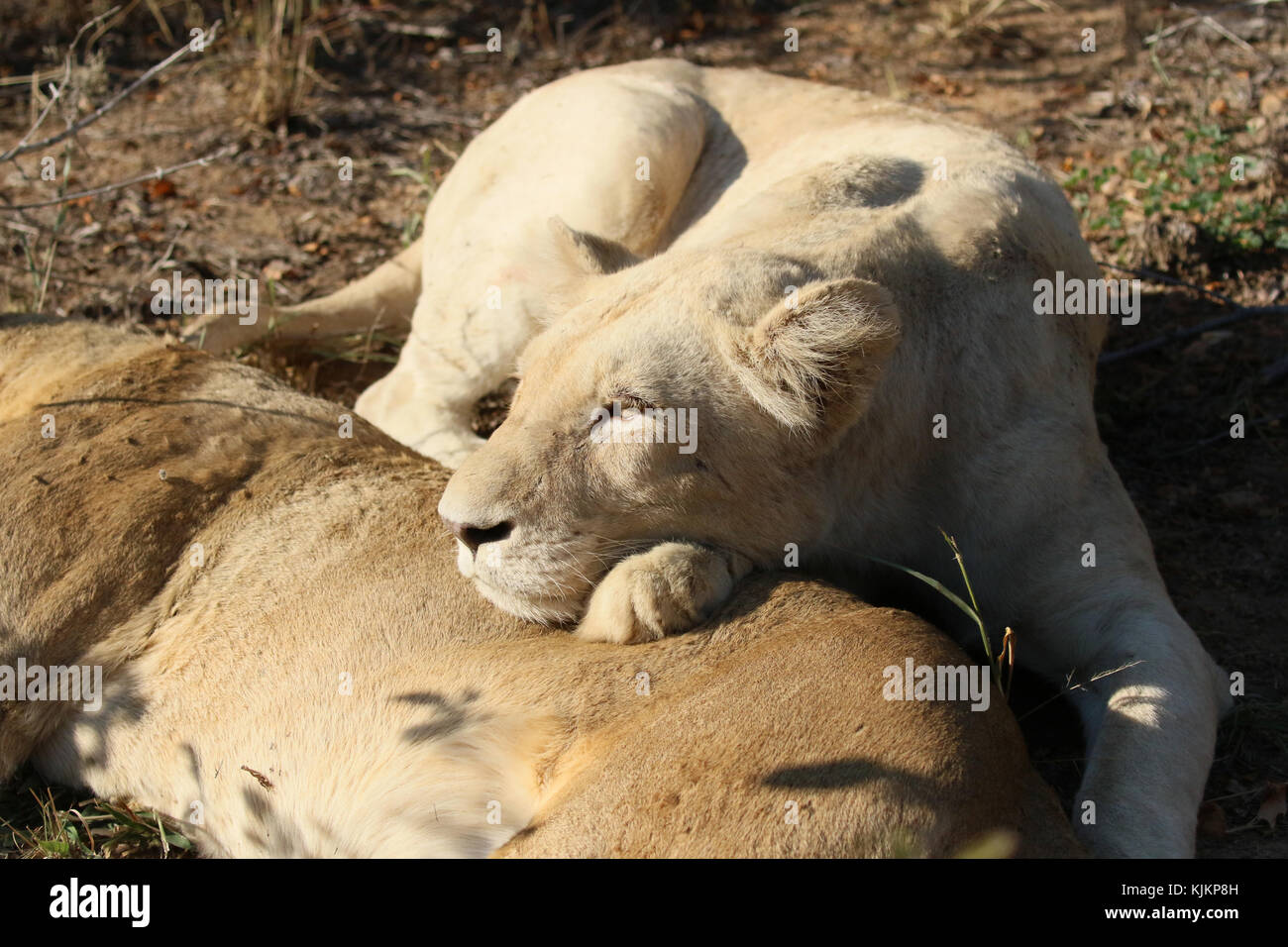 Kruger National Park. White Lioness (Panthera leo). South Africa Stock ...