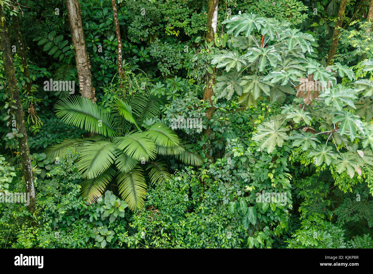 Lush rainforest canopy view Stock Photo - Alamy
