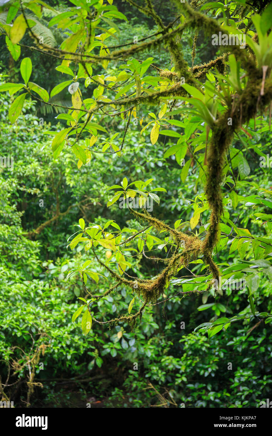 Mossy branch in rainforest Stock Photo - Alamy