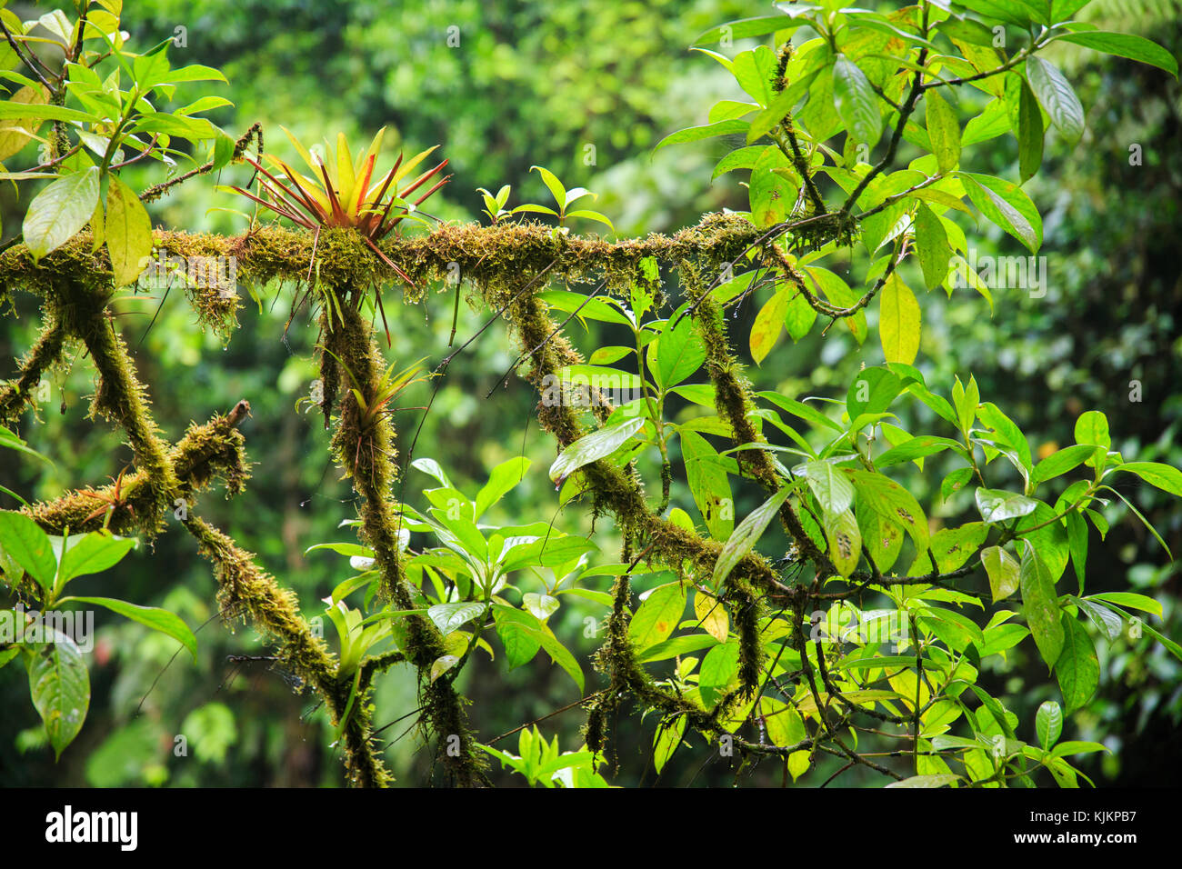 Rainforest branch hi-res stock photography and images - Alamy
