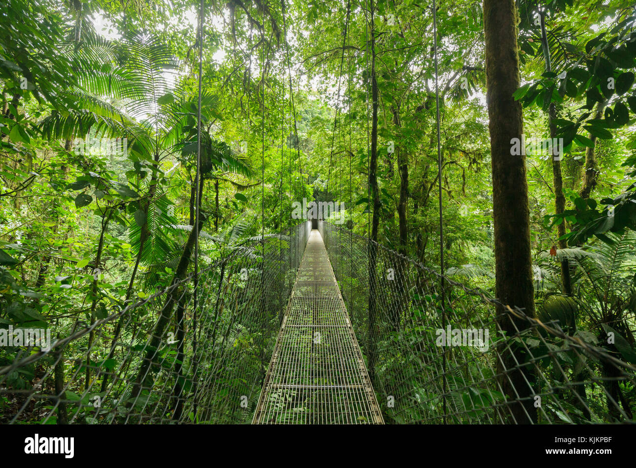 Suspension bridge in rainforest Stock Photo - Alamy