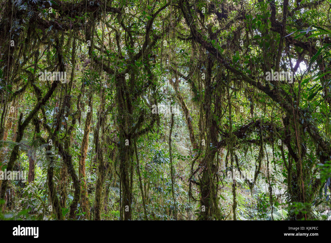 Mossy branch in rainforest Stock Photo - Alamy