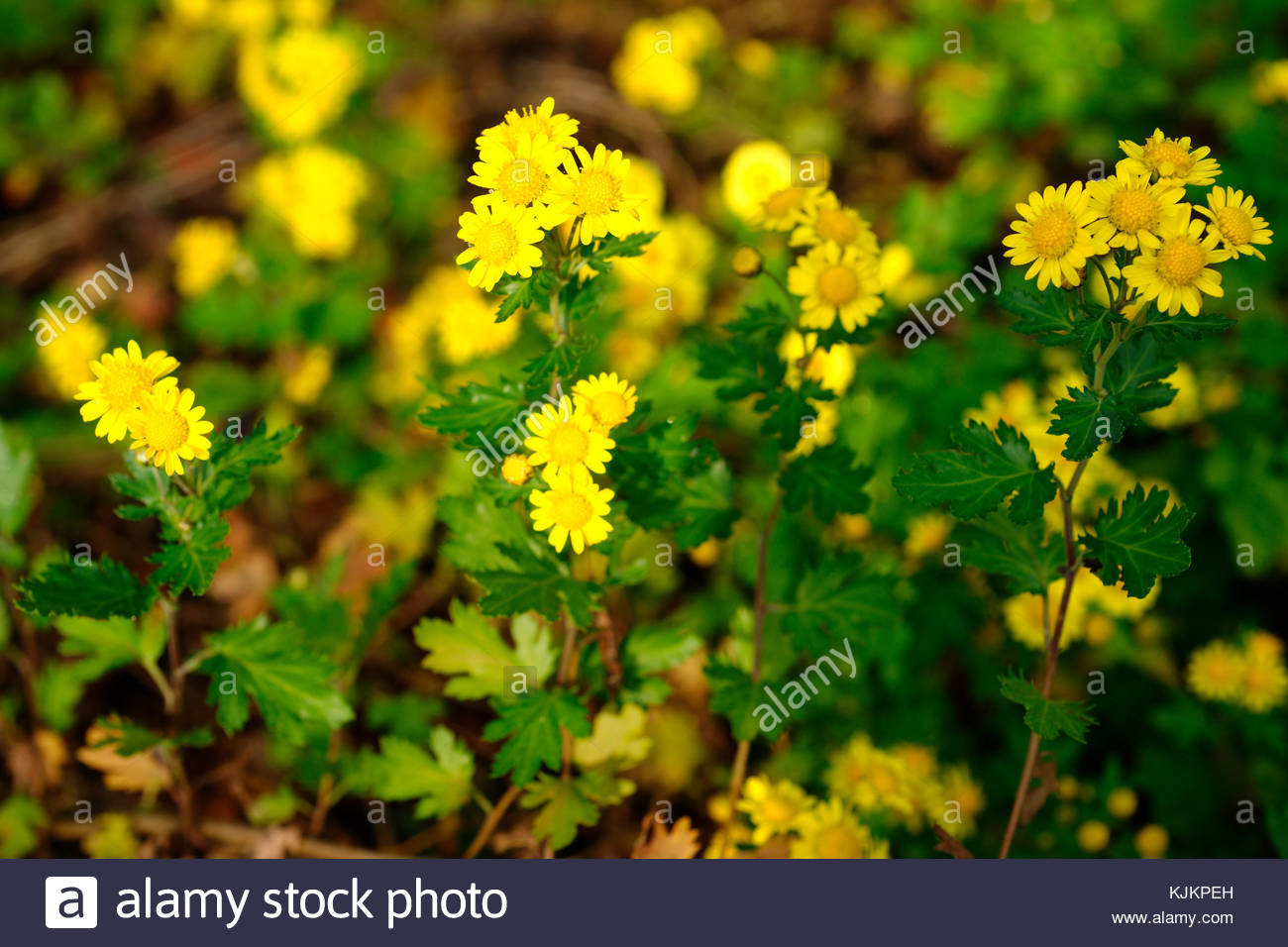 Chrysanthemum Indicum Stock Photos & Chrysanthemum Indicum Stock Images ...