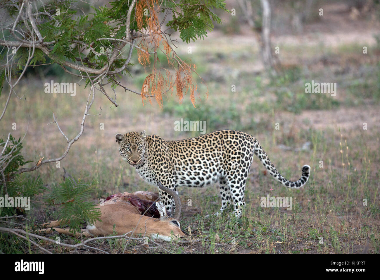 Kruger National Park. African Leopard with her kill (Panthera pardus ...