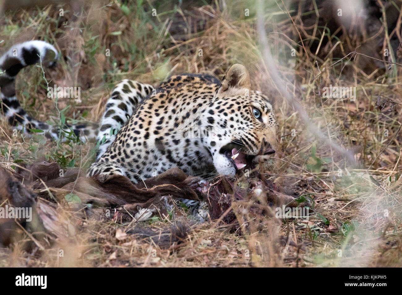 Serengeti National Park. African Leopard with her kill (Panthera pardus ...
