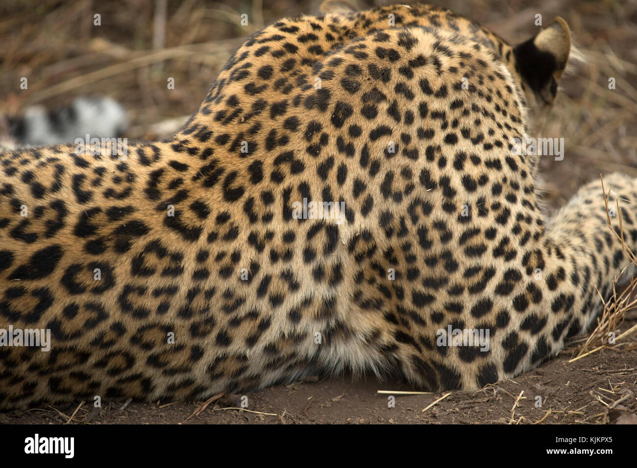 Serengeti National Park. Leopard (Panthera pardus). Close-up. Tanzania ...
