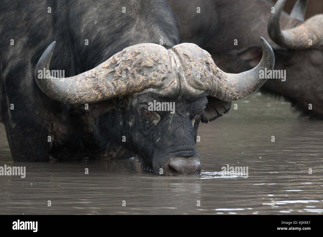Kruger National Park. African Buffalo drinking. South Africa Stock ...