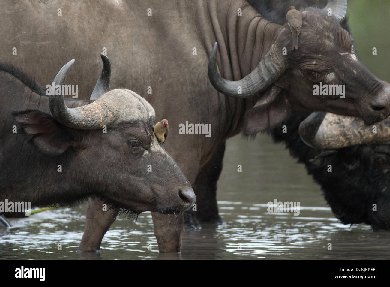 Kruger National Park. African Buffalo drinking. South Africa Stock ...