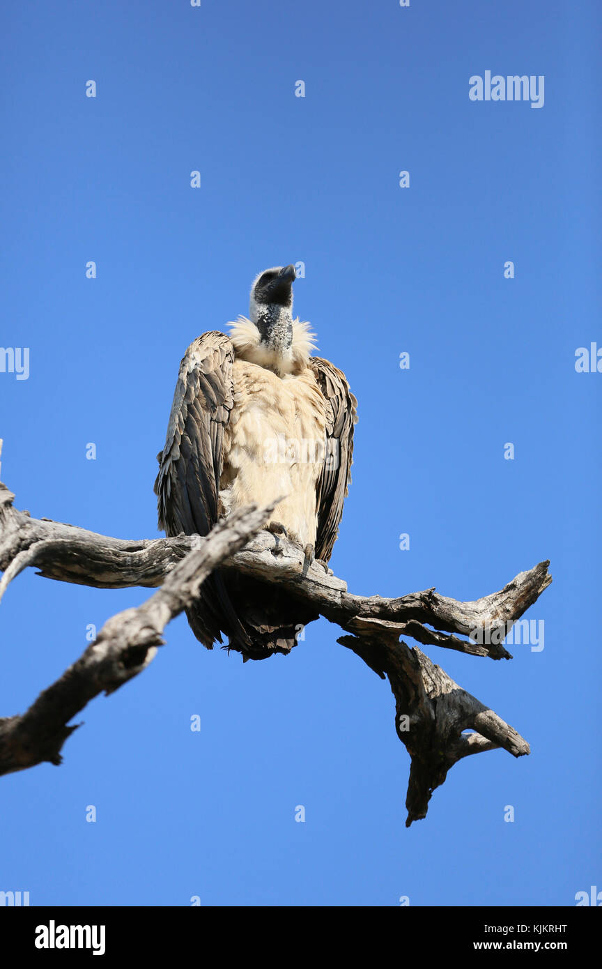 Sabie hi-res stock photography and images - Alamy