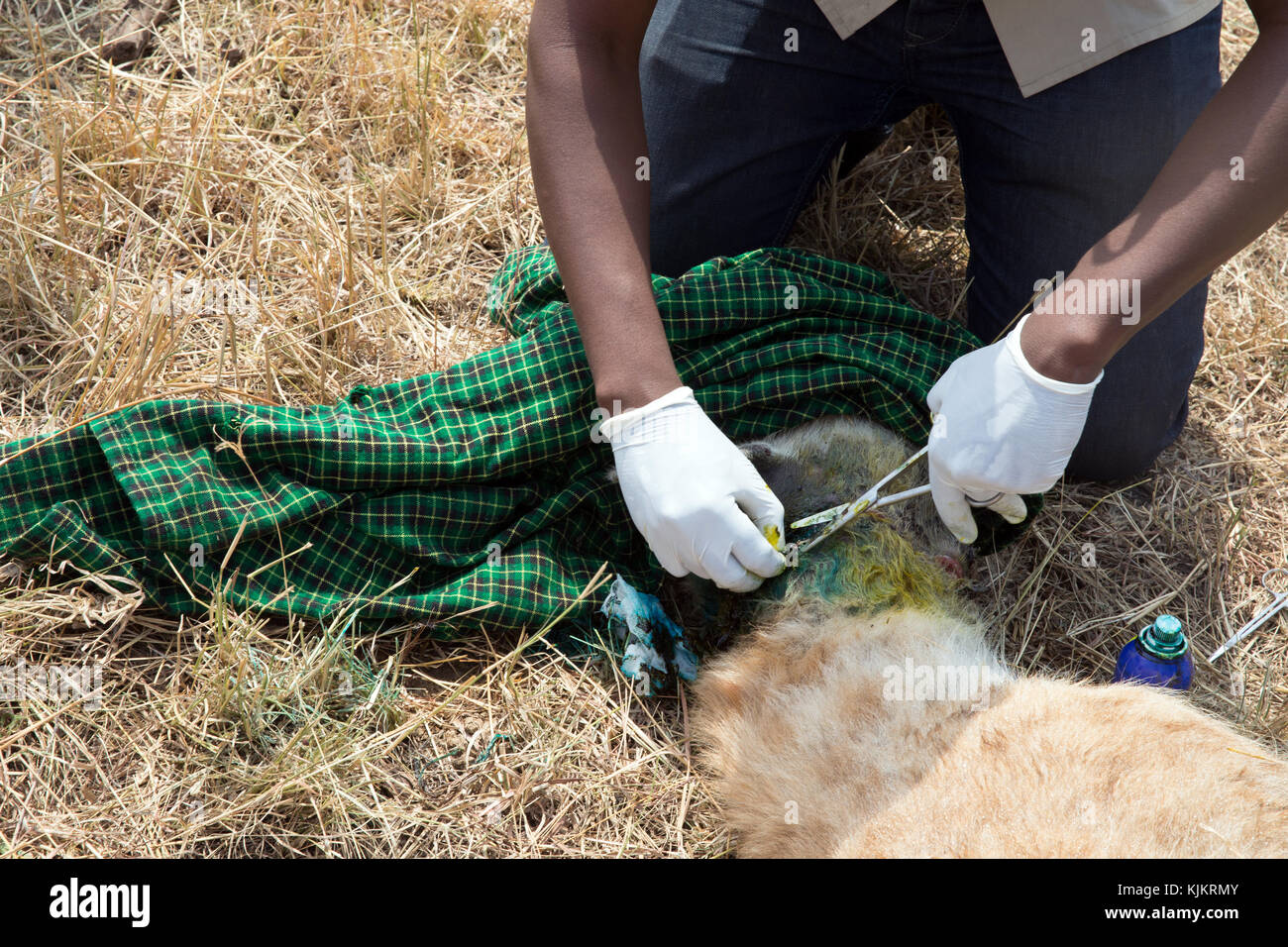 Serengeti National Park. Veterinary checking hyena. Tanzania Stock ...