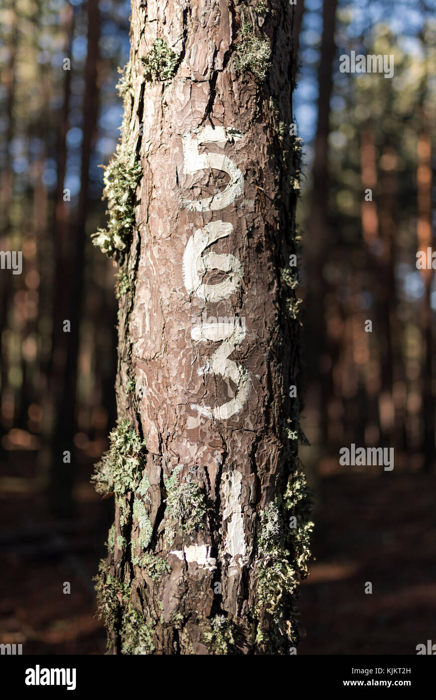Numbers painted on the old tree trunk, enlightened by sun Stock Photo ...