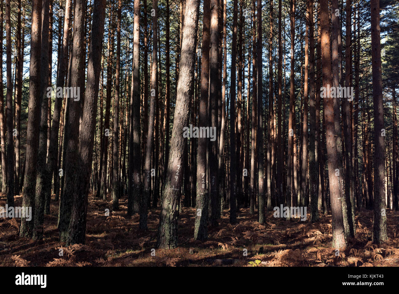 Numbers painted on the old trees trunk, enlightened by sun Stock Photo ...