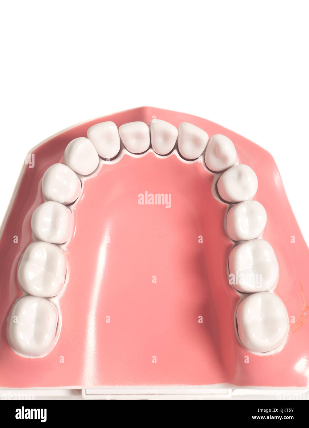 Tooth model isolated on white background Stock Photo - Alamy