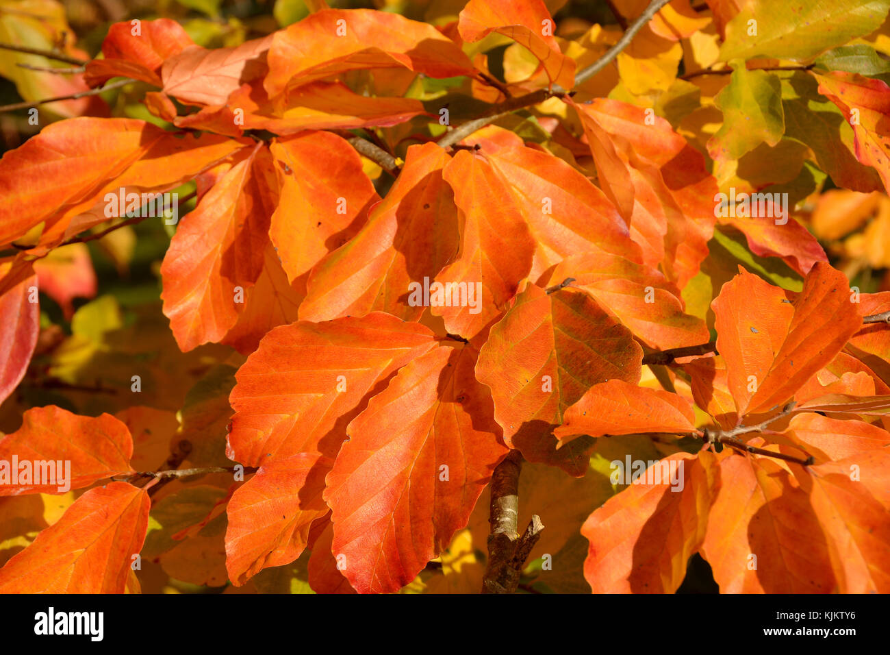 Rouge leaves hi-res stock photography and images - Alamy