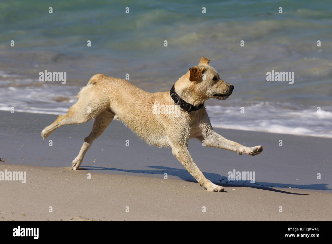 Labrador running beach hi-res stock photography and images - Alamy