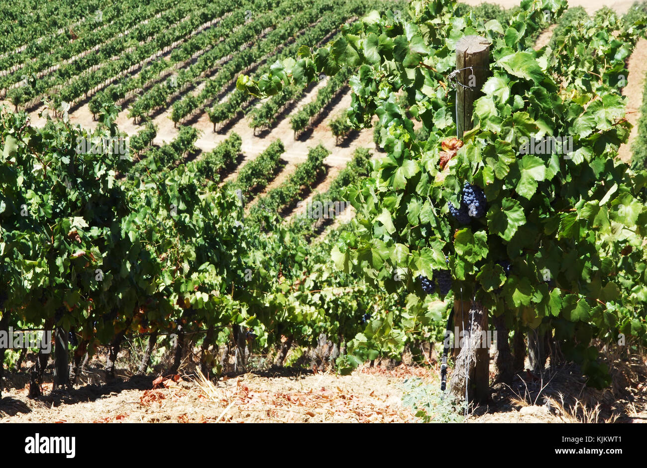 rows of grapevine in vineyards, south of Portugal Stock Photo - Alamy