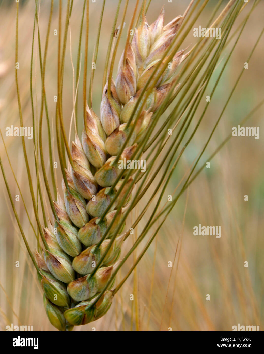 Gold toned wheat grain hi-res stock photography and images - Alamy