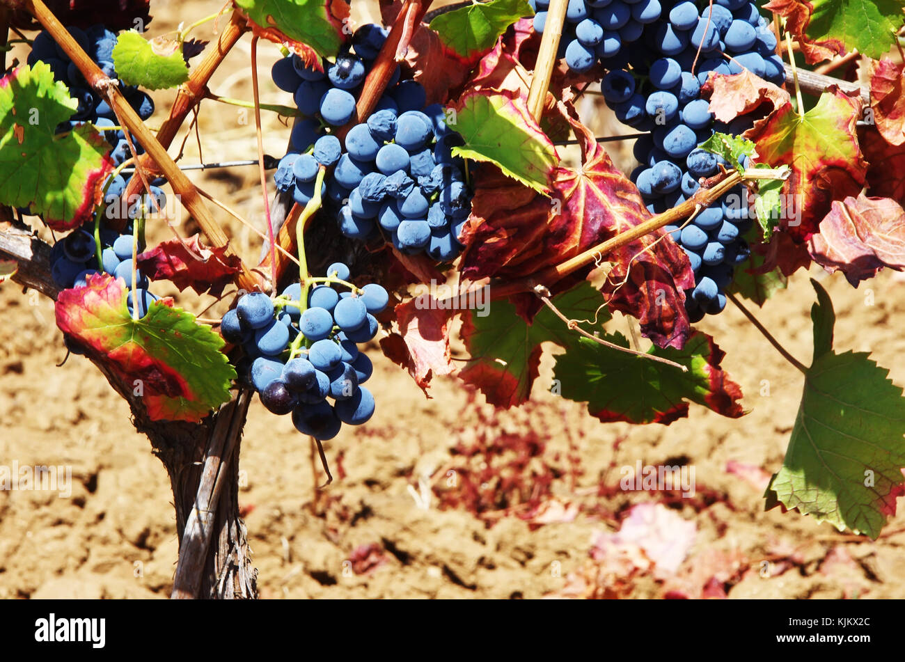Ripe Wine Grapes on the Vine Stock Photo - Alamy