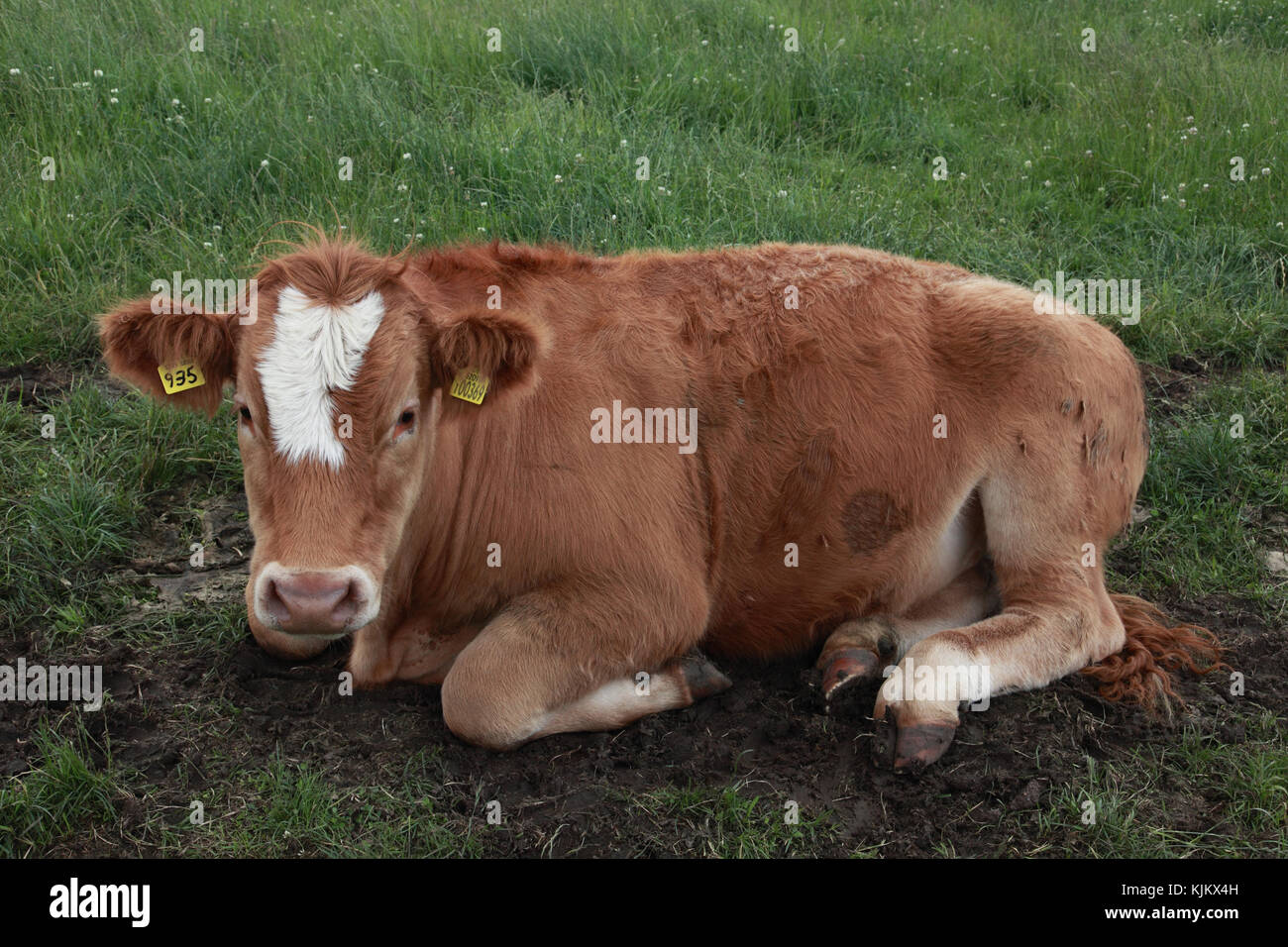 A calf with primary and secondary ear tags Stock Photo - Alamy