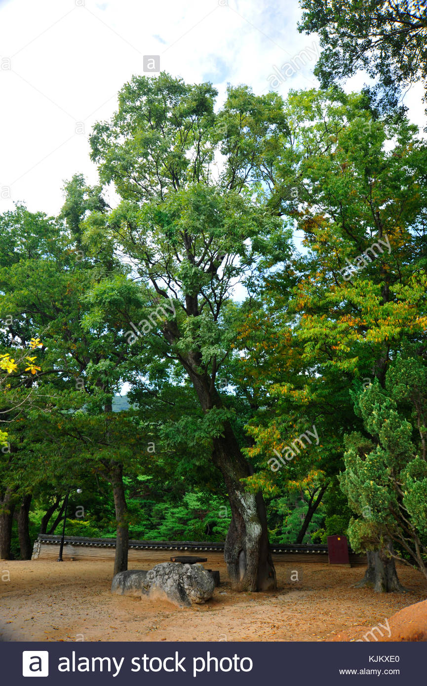 Sophora Japonica Stock Photos & Sophora Japonica Stock Images - Alamy