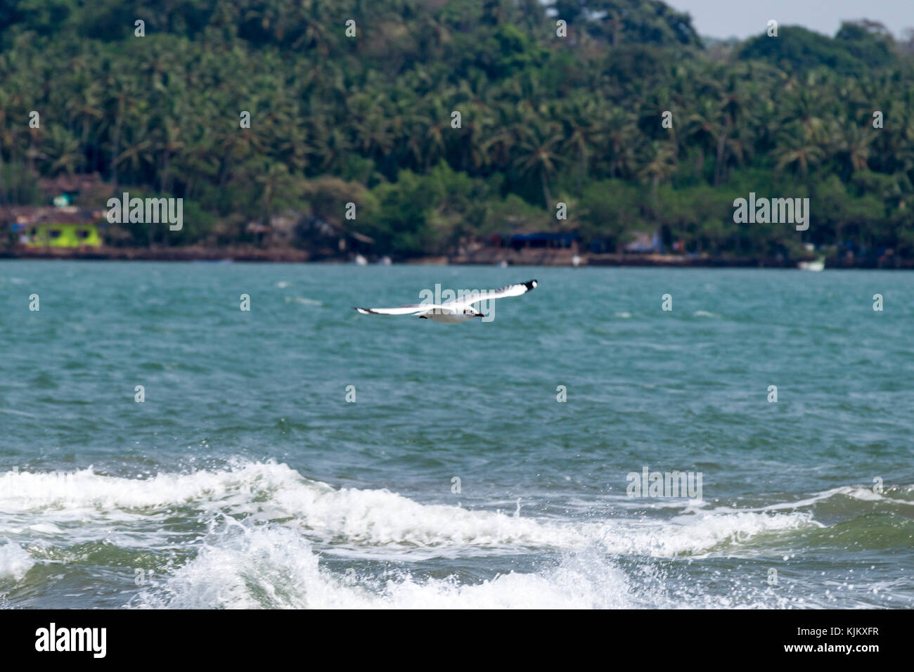 Morjim beach goa turtle hi-res stock photography and images - Alamy