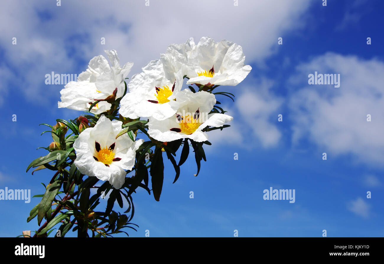 closeup of white cistus ladanifer flowersin sky Stock Photo - Alamy