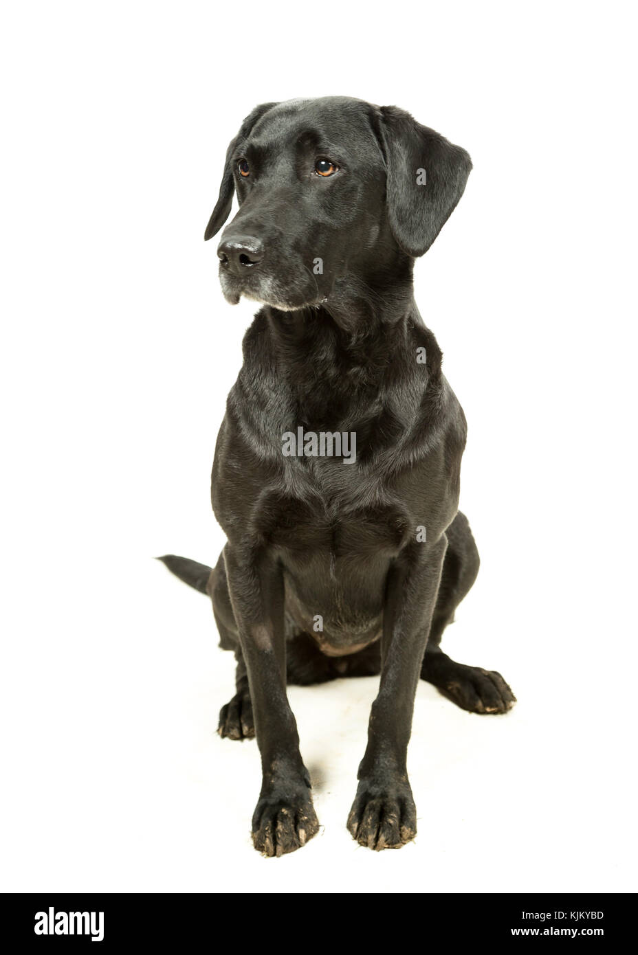 Black labrador coat Cut Out Stock Images & Pictures - Alamy